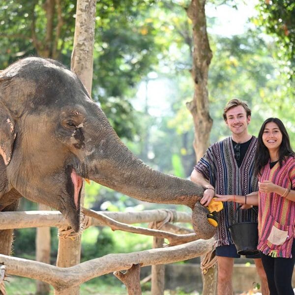 Half Day Visit Elephant Jungle Sanctuary Experience Koh Samui