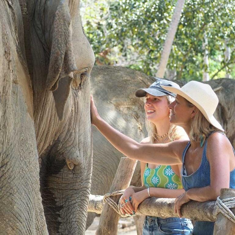 Half Day Visit Elephant Jungle Sanctuary Experience Koh Samui